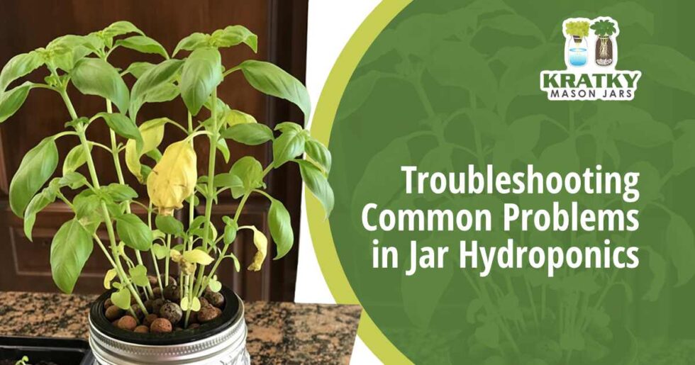 Troubleshooting Common Problems in Jar Hydroponics - kratkymasonjars.com
